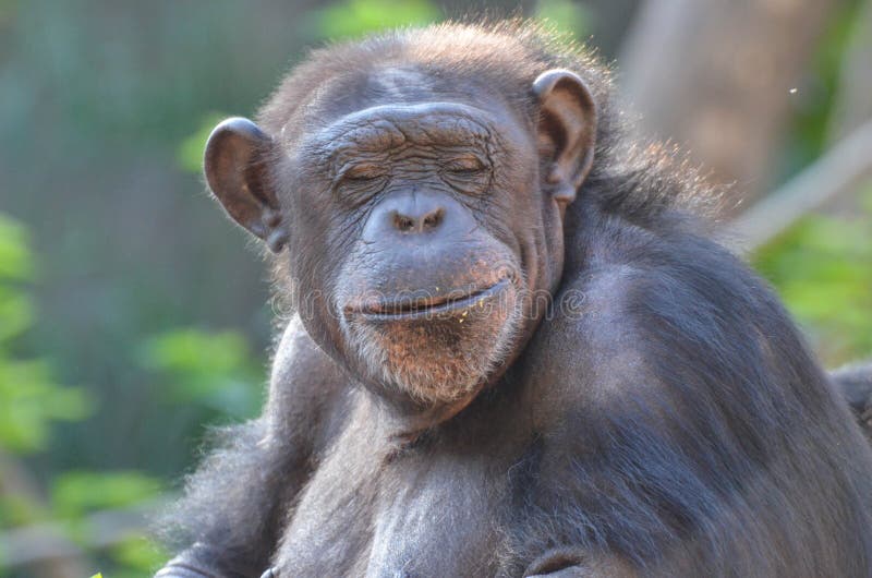 Chimp with eyes closed stock image. Image of fuzzy, gray - 46611457