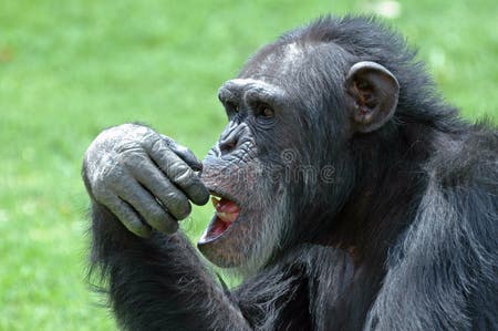 Chimp Face. stock image. Image of peace, mammal, chimp - 388923