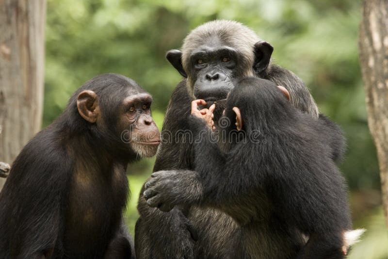 Bonobo Mother And Child Sleeping In Grass Stock Image - Image of ...