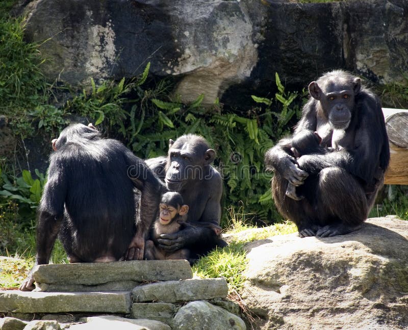 Happy family stock image. Image of grass, protection, forest - 3276649