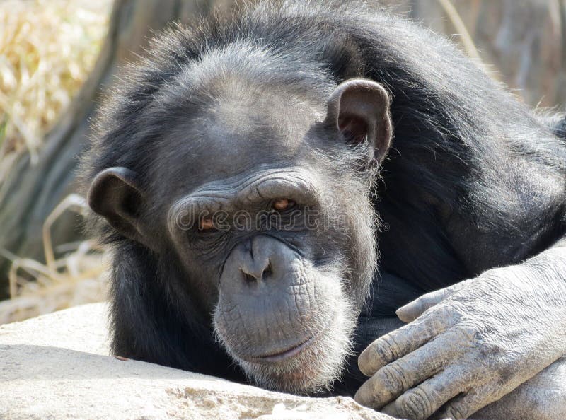 Chimp Gazing stock image. Image of pondering, gazing - 42205539