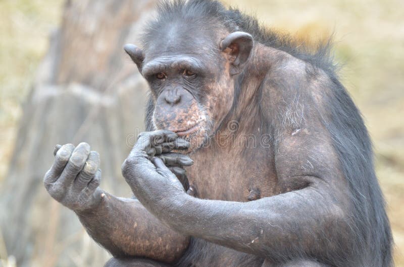 Chimp smile stock photo. Image of mouth, monkey, smile - 21467726