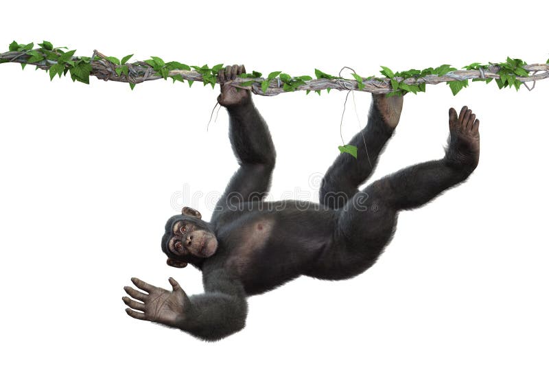 Chimp Hanging from a Vine stock illustration. Illustration of realistic ...