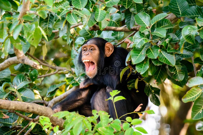 Chimp having a good laugh stock photo. Image of mammals - 84960882