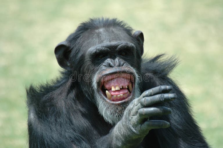 Chimp Humor. stock photo. Image of laugh, chimp, expression - 383702