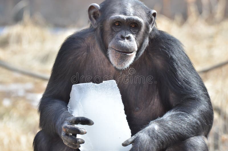 Monkey Eats Ice Stock Photos - Free & Royalty-Free Stock Photos from ...