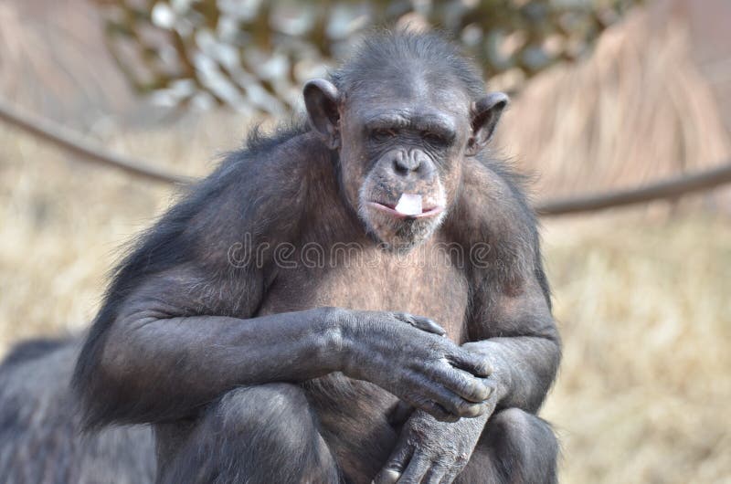 Female chimp and her stick stock photo. Image of bites - 23830694