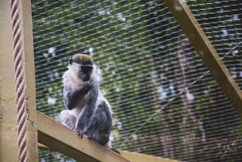 Little Chimpanzee stock photo. Image of rare, little, mimic - 482160