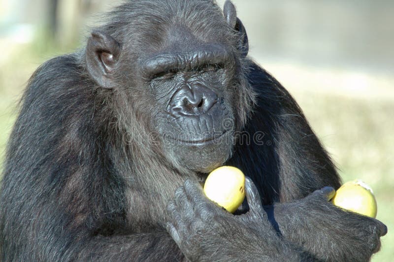 Cute Chimp stock image. Image of cute, chimpanzee, detail - 1050917