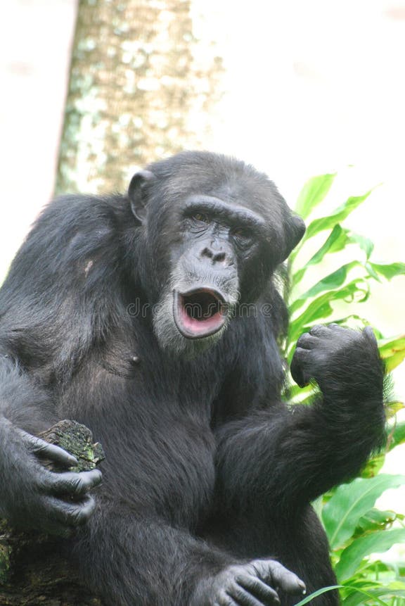 Chimp Making Funny Faces with His Lips Stock Photo - Image of safari ...