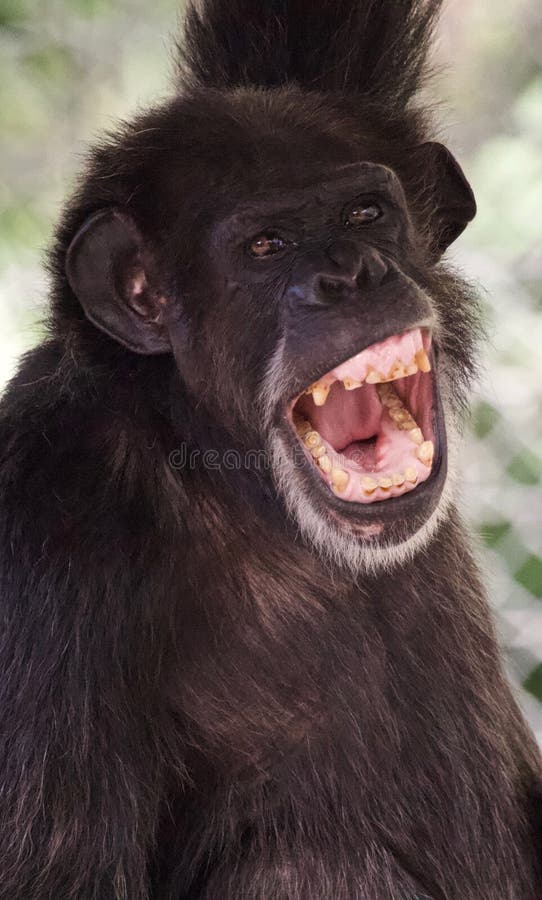 212 Chimpanzee Mouth Open Stock Photos - Free & Royalty-Free Stock ...