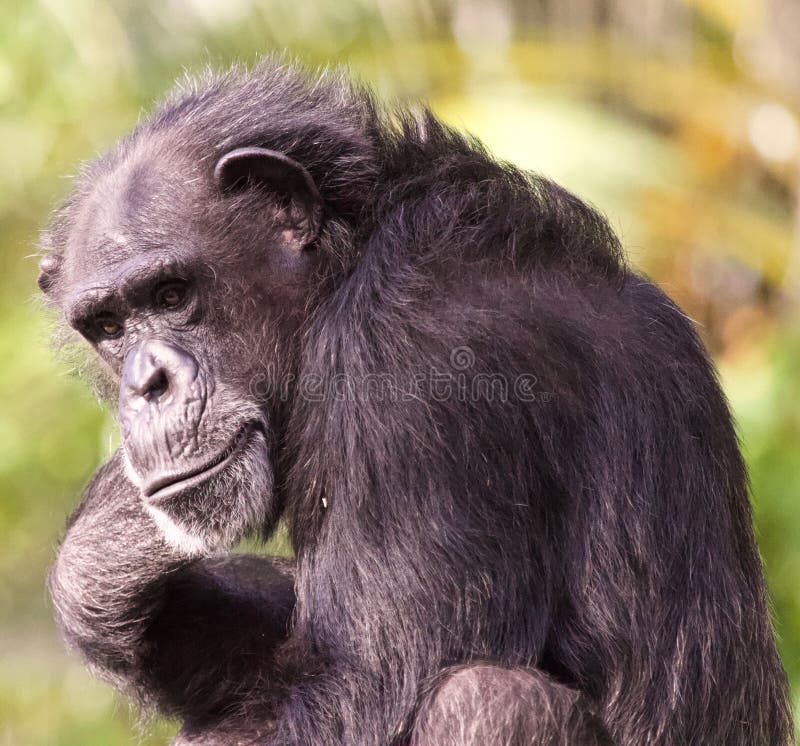 Posing Chimpanzee stock image. Image of tongue, stares - 61376967