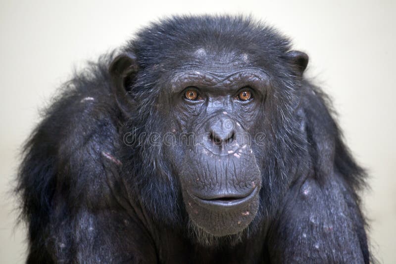 Male chimp with food2 stock image. Image of primate, food - 31250609