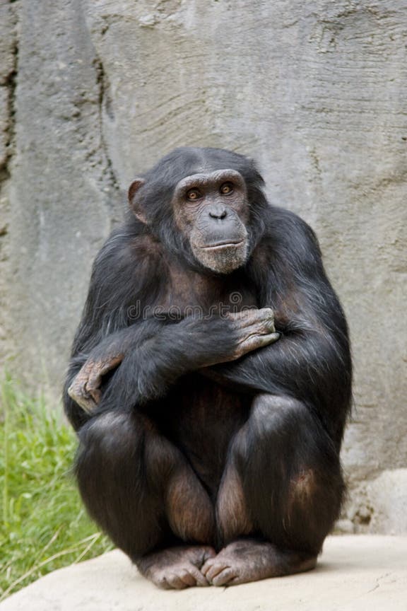 Chimp pose stock photo. Image of crossed, animal, mammal - 9973536
