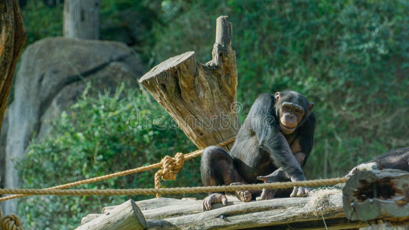 Chimp Resting on a Wooden Platform in a Green Park Stock Image - Image ...
