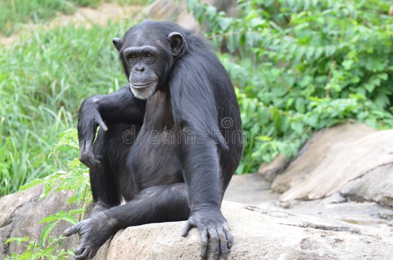 Chimp on a rock stock photo. Image of wait, rest, chimpanzee - 36079544