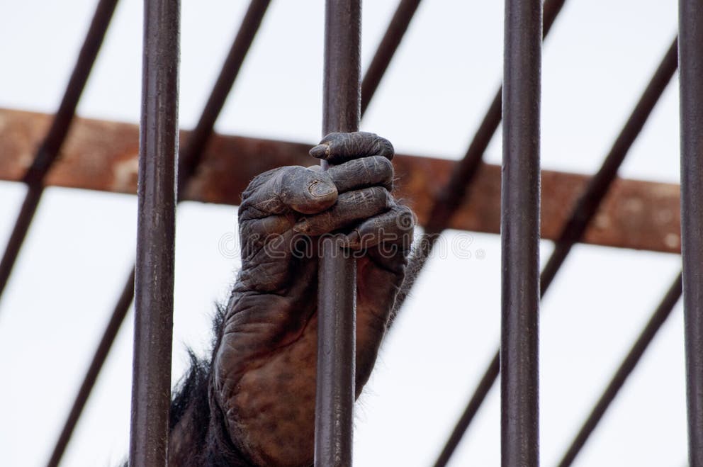 Chimp s hand stock photo. Image of common, cruelty, hand - 46484810