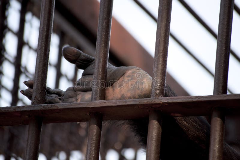 Chimp s hand stock image. Image of hand, cruel, captive - 46485355