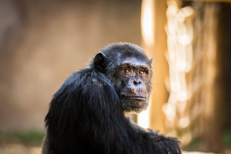 Chimp stock image. Image of borneo, primate, chimp, intelligent - 59834075