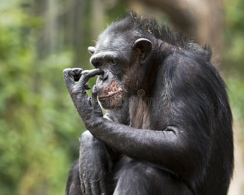 Chimp scratching stock image. Image of expression, bonobo - 60694111