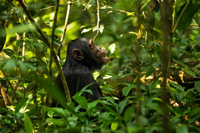 Chimp sitting on grass stock photo. Image of monkey, wildlife - 17599034