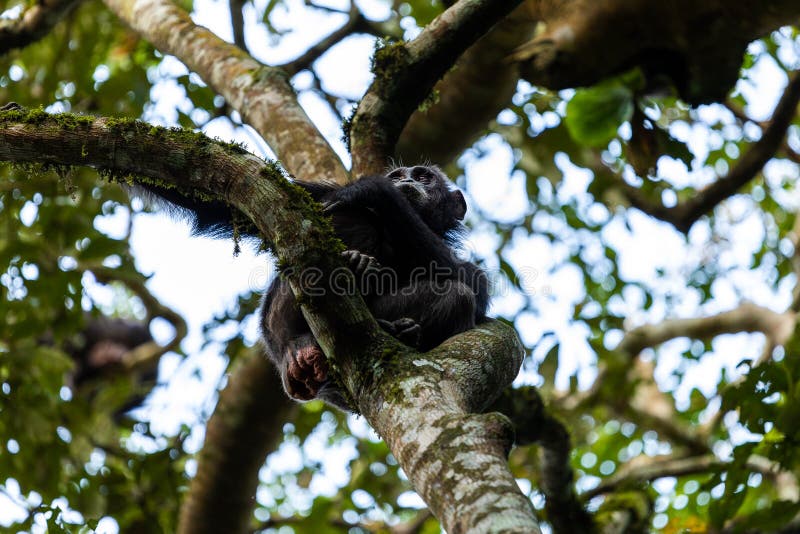 A Chimp is Sitting on a Tree in the Kibale Forest Stock Image - Image ...