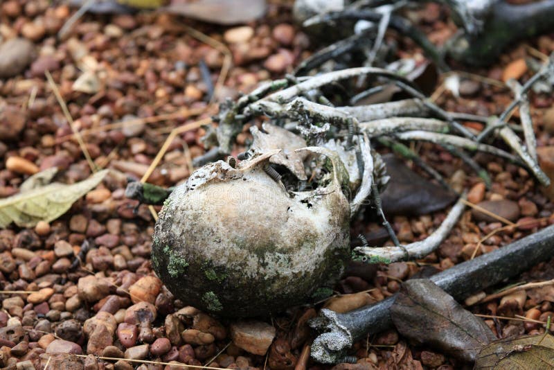 Chimp Skeleton - Wildlife Sanctuary - Uganda Stock Photo - Image of ...