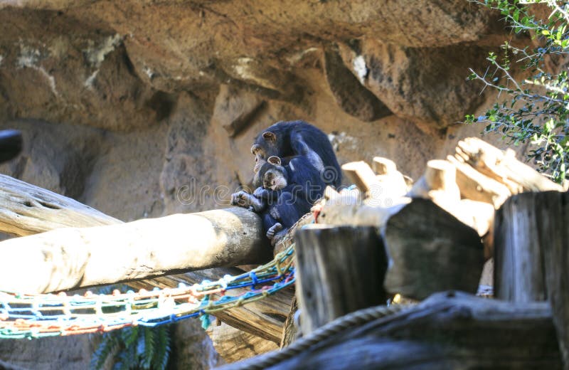 194 Chimpanzee Hanging Tree Stock Photos - Free & Royalty-Free Stock ...