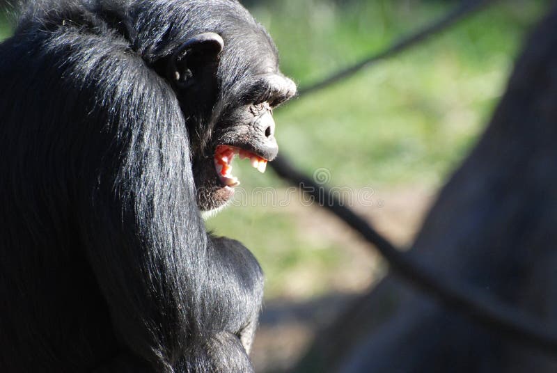 Smiling Chimp stock image. Image of smile, chimp, happy - 2886251