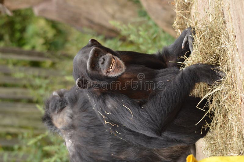 Chimp smile stock image. Image of chimpanzee, mouth, smile - 16978197