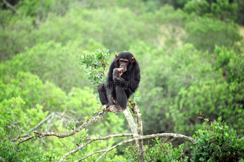 Chimp Thinking stock image. Image of think, branch, sitting - 3769