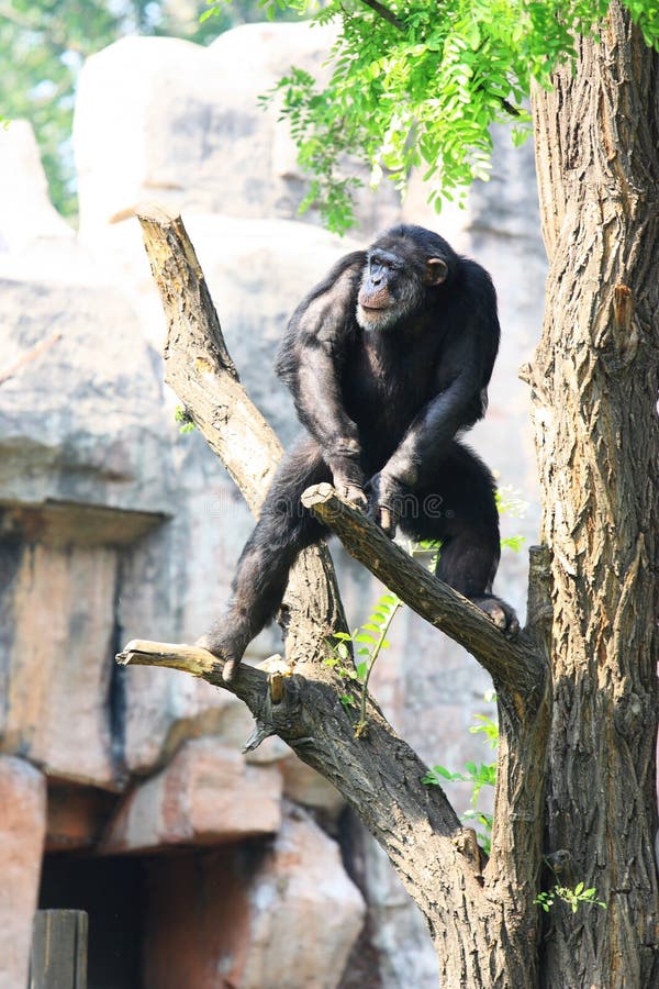 219 Chimpanzee Hanging Tree Stock Photos - Free & Royalty-Free Stock ...