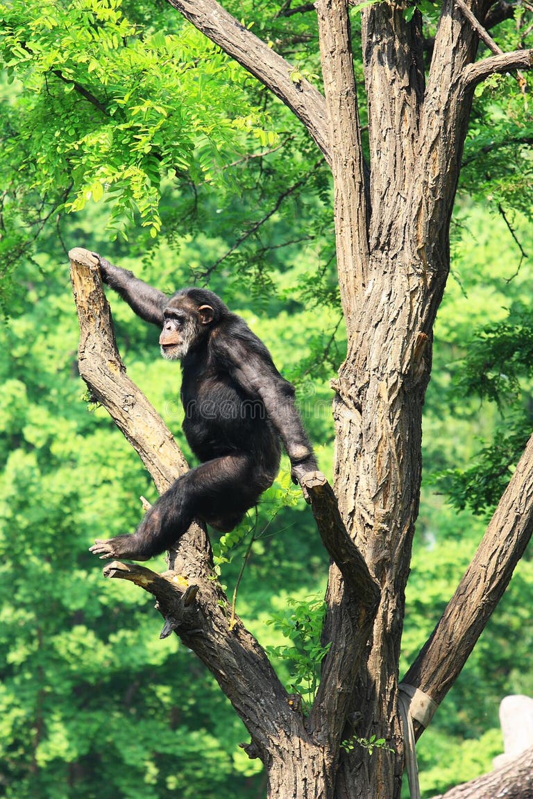 358 Chimpanzee Hanging Tree Stock Photos - Free & Royalty-Free Stock ...
