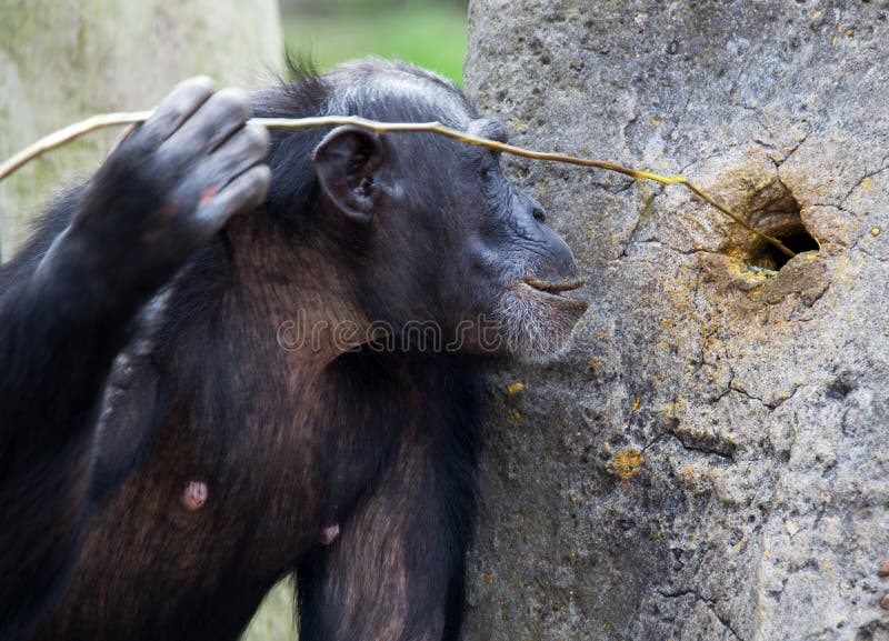 Chimp using tools stock photo. Image of hairy, black - 51903160