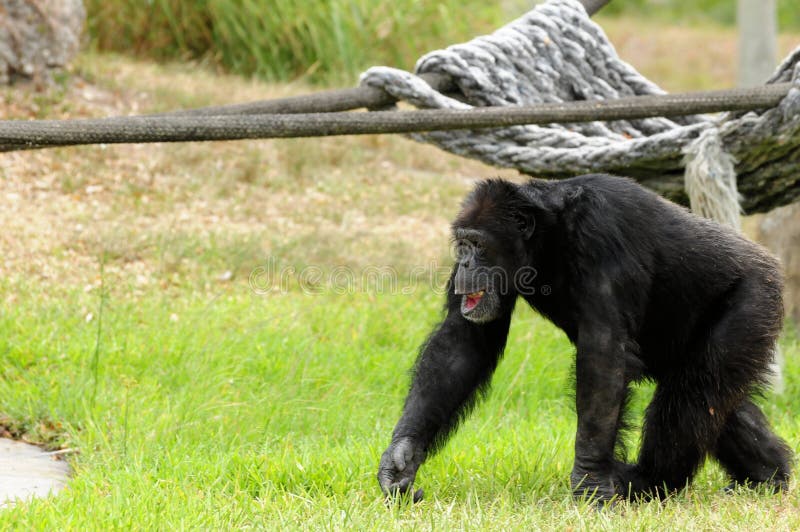 Chimp Walking stock photo. Image of walks, habitat, chimpanzees - 27430132