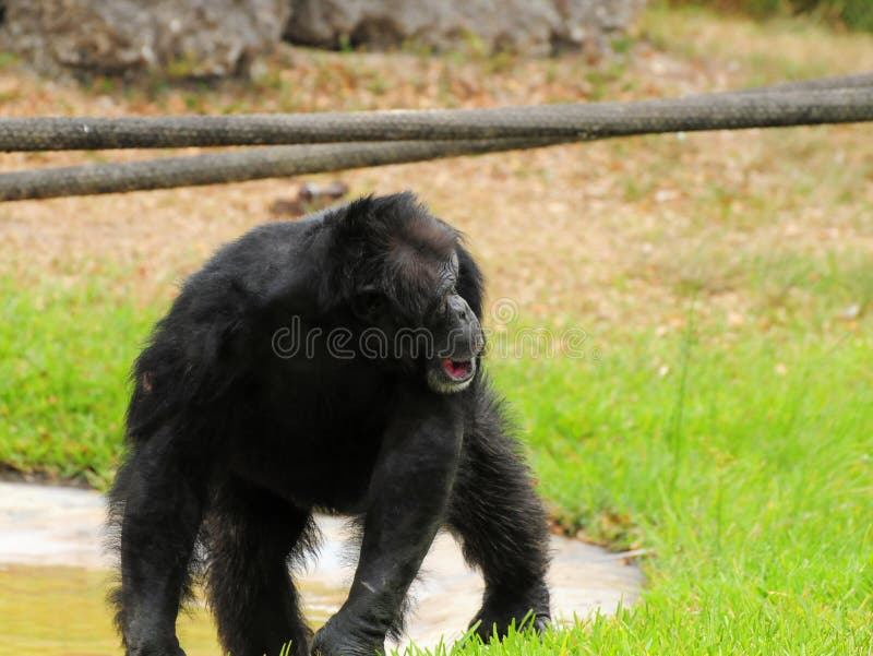 Chimp Walking, Looking Back Stock Image - Image of chimps, curious ...