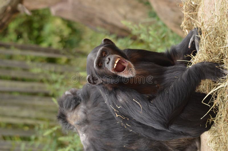 Chimp yawn stock image. Image of sleepy, juvenile, chimp - 21467695