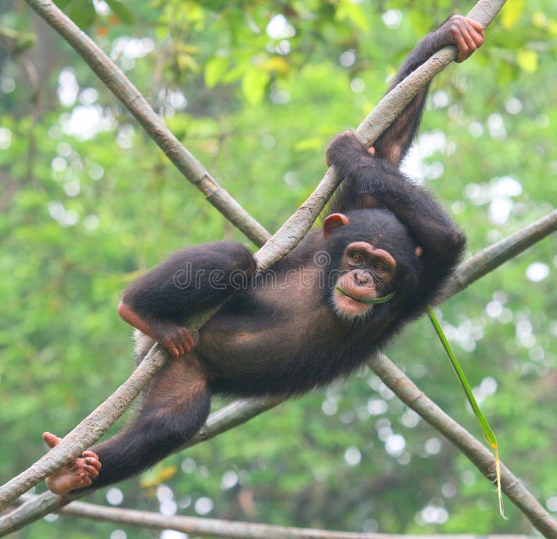 Chimpanzee Resting on Wood Poles Stock Photo - Image of playing ...