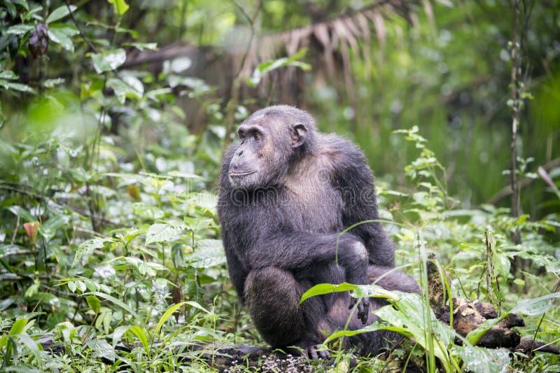 Bonobo En La Rama De Un árbol En Su Hábitat Natural Imagen de archivo ...