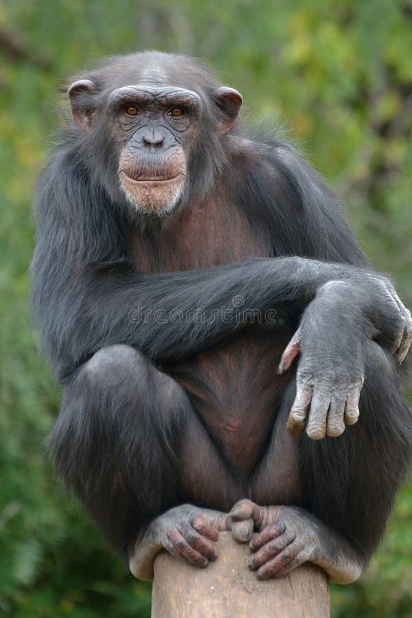 Chimpancé común imagen de archivo. Imagen de grande, cacerola - 24427679