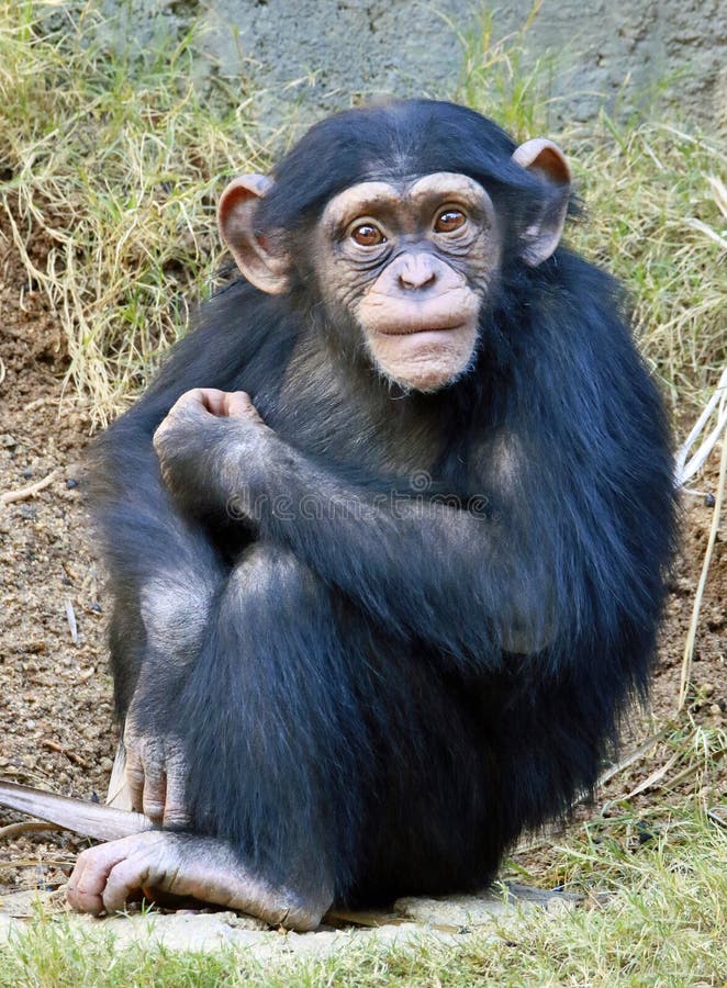 Chimpancé imagen de archivo. Imagen de chimpancé - 26318703