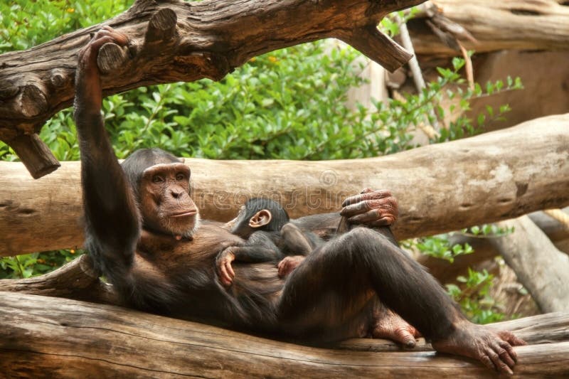 Chimpancé (chimpancé) Con El Bebé. Imagen de archivo - Imagen de ...