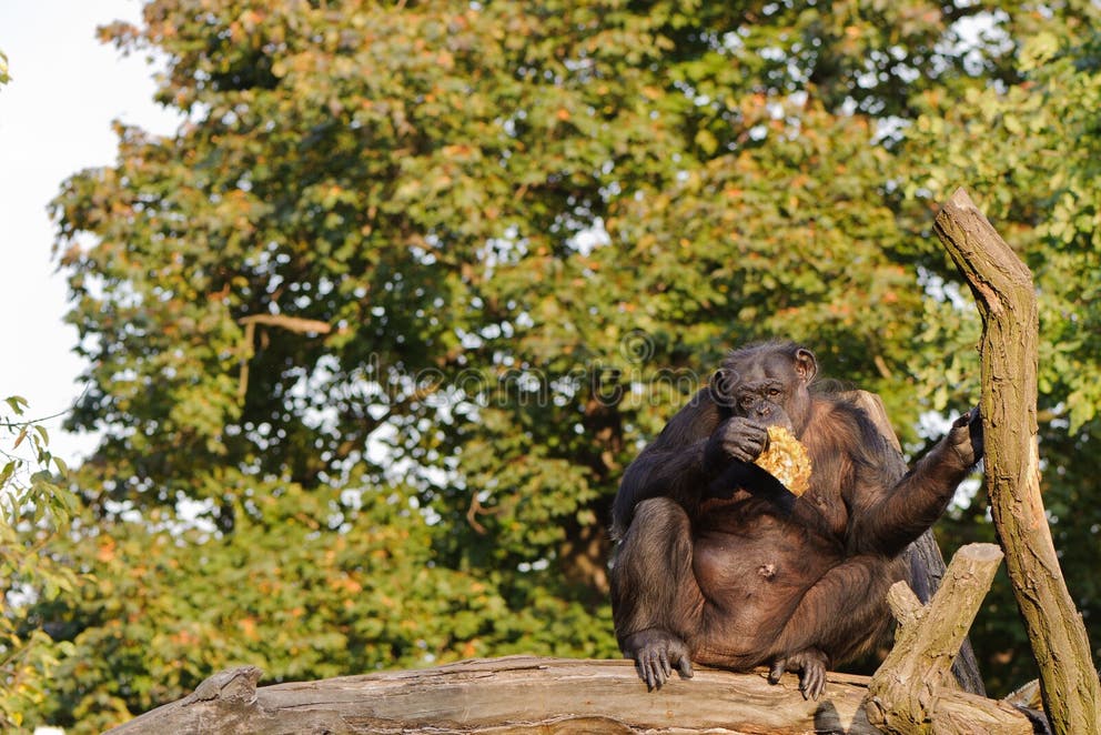 Chimpancé común foto de archivo. Imagen de trogloditas - 24275404