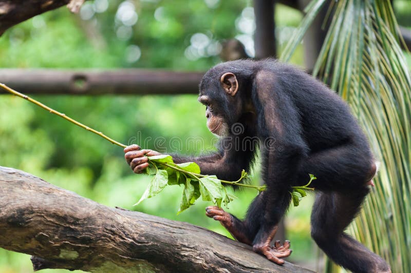 Chimpancé común imagen de archivo. Imagen de primate - 36610615