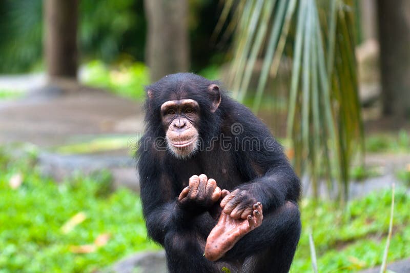 Chimpancé común imagen de archivo. Imagen de primate - 36610615