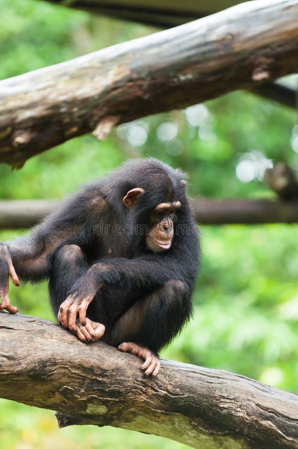 Chimpancé común imagen de archivo. Imagen de primate - 36610615