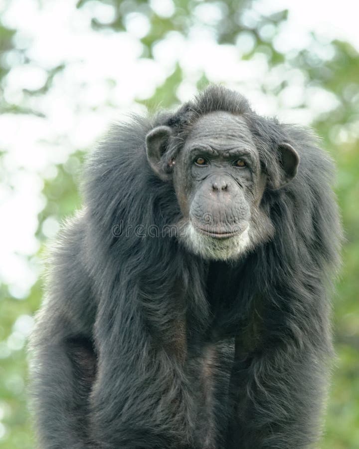 Chimpancé común imagen de archivo. Imagen de cubo, robusto - 24427679