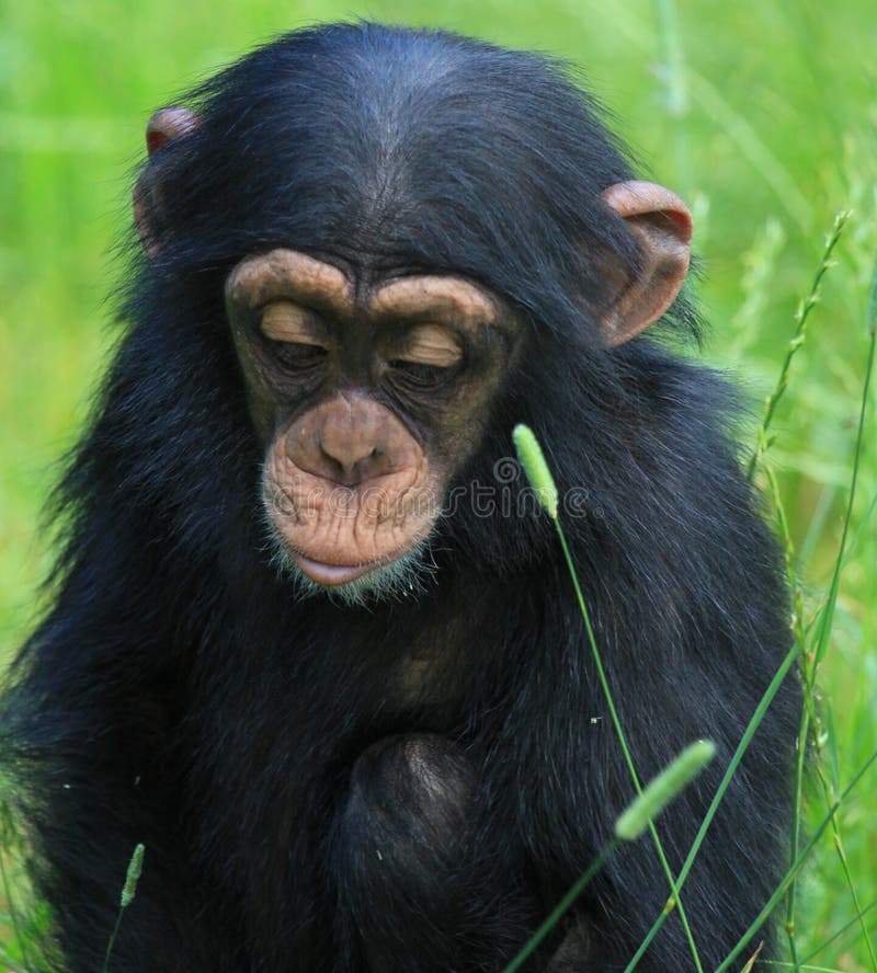 Chimpancé del bebé foto de archivo. Imagen de chimpancé - 10420086