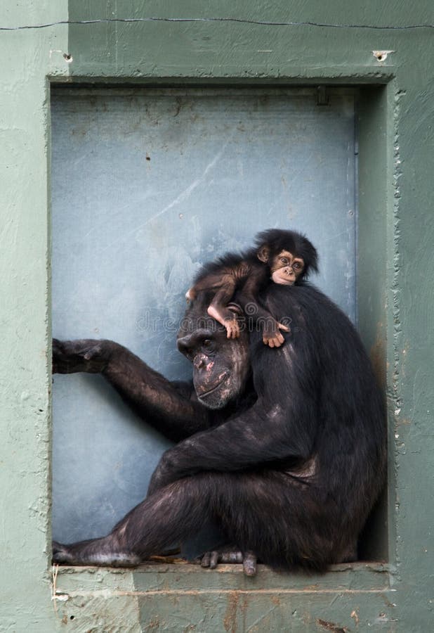 Chimpancé del bebé foto de archivo. Imagen de amistad - 5279816