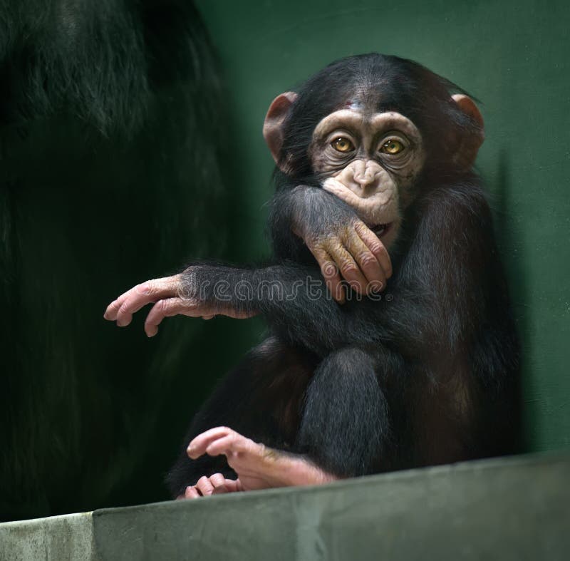Chimpancé del bebé imagen de archivo. Imagen de poco, trogloditas - 4681819